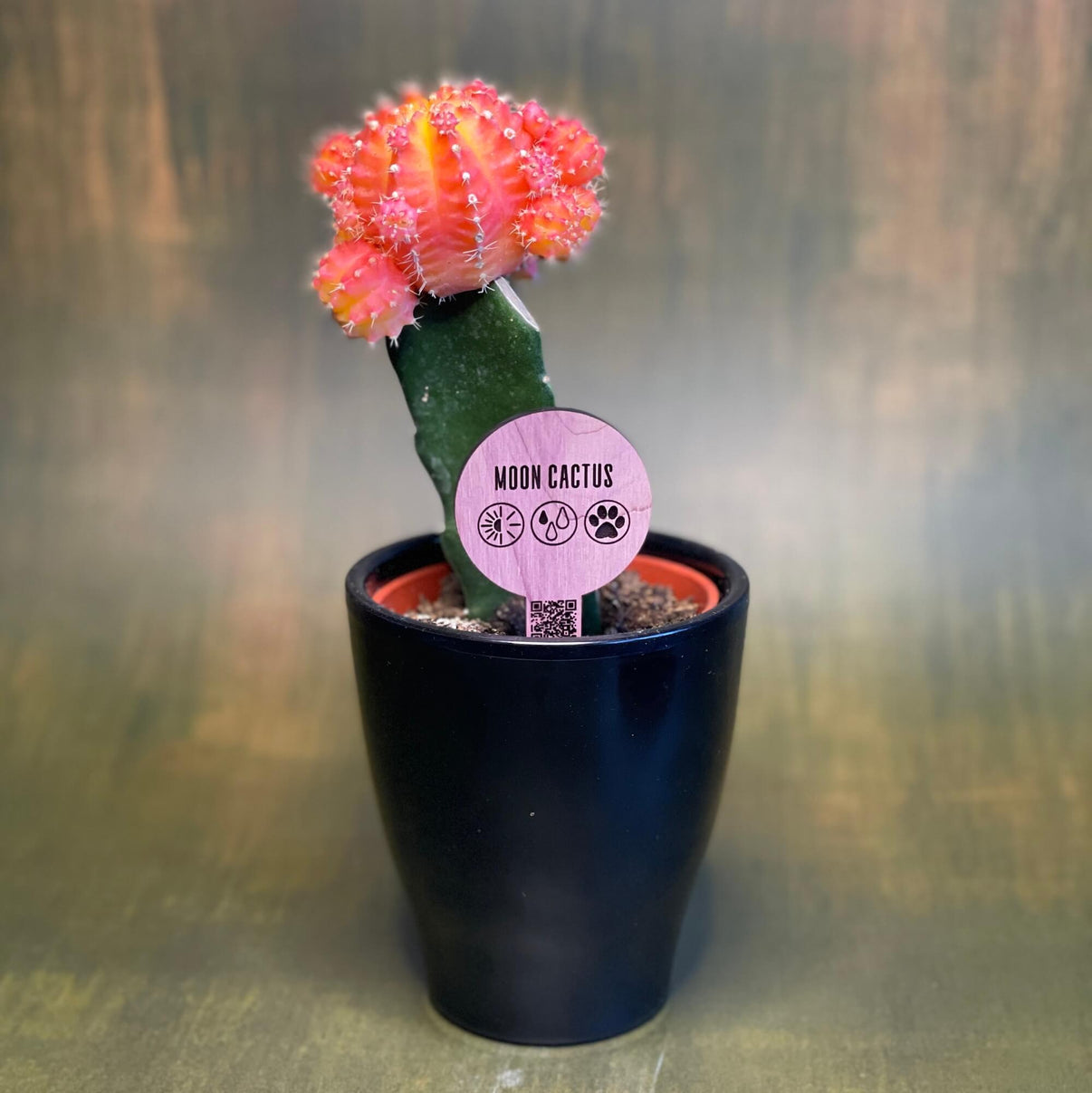 Plant Care & Identification Labels; Cedar Wood – LeeMo Designs