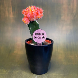 Plant Care & Identification Labels; Cedar Wood – LeeMo Designs