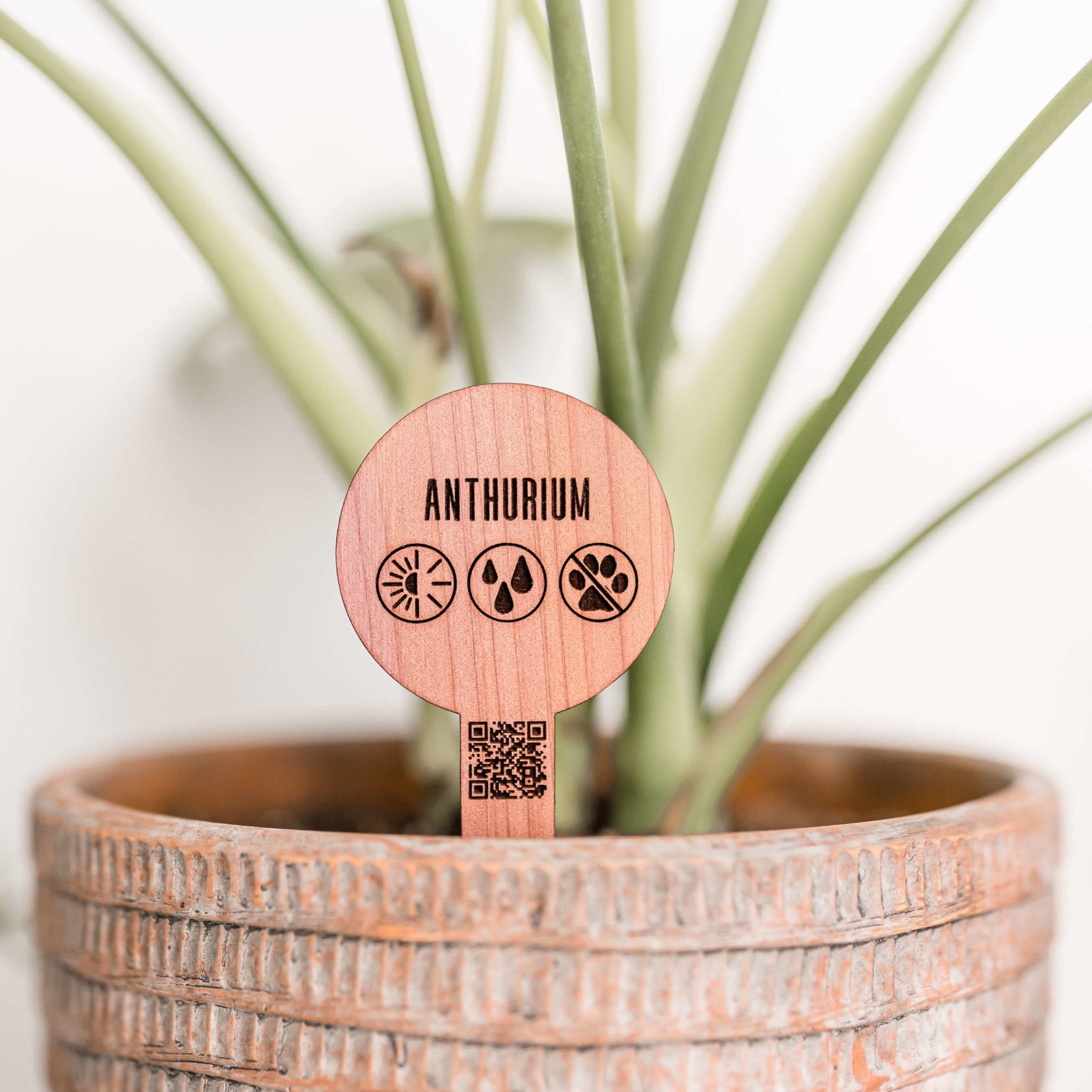 Plant Care & Identification Labels; Cedar Wood – LeeMo Designs